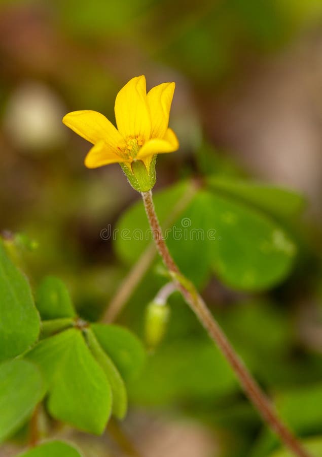 Macro Photography of a Oxalis Stricta Stock Image - Image of wild, stem ...