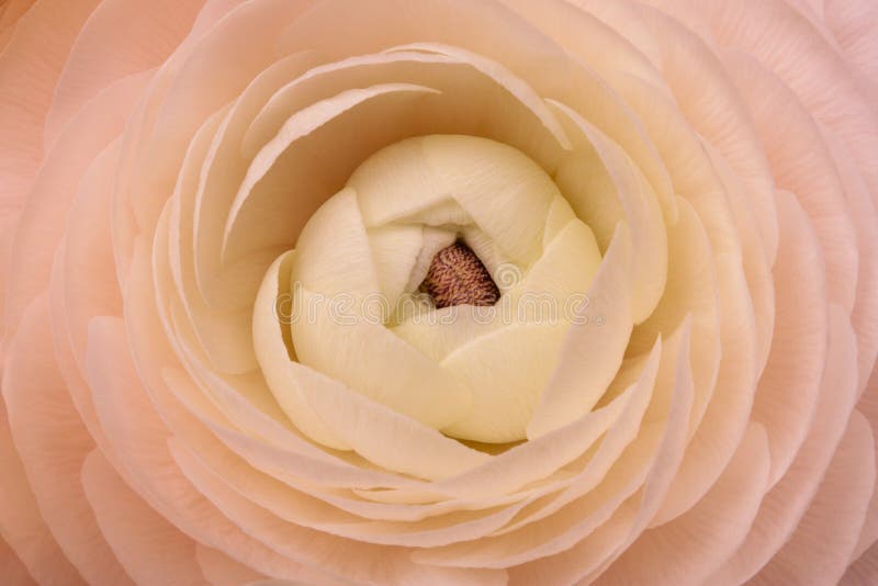 Macro Photography of a Pastel Pink-cream Colour Ranunculus Stock Image ...