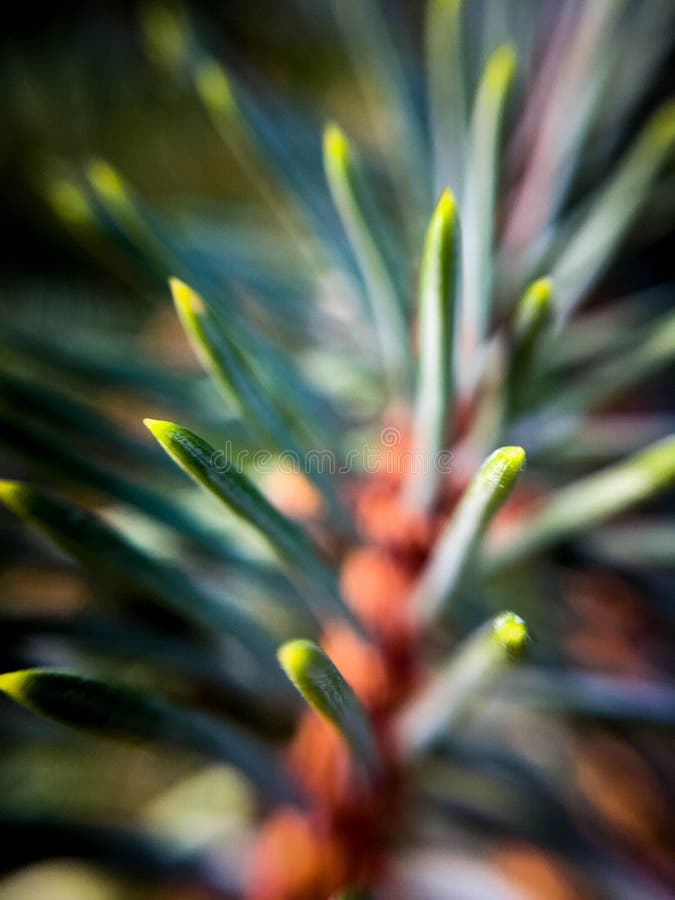 Pine Tree Needless Macro Shot Stock Image - Image of early, coniferous ...