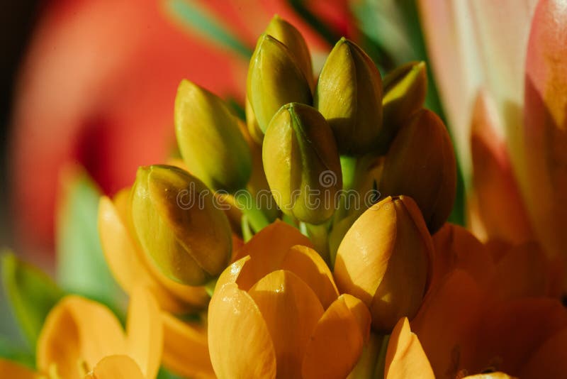 Macro Photography of a Plant Made with Colored Flower Buds Stock Image ...