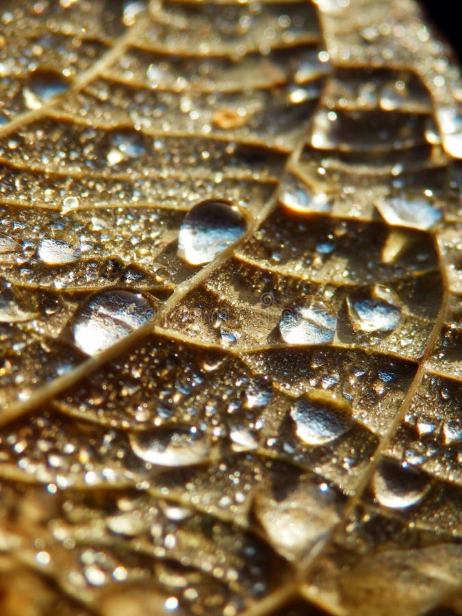 Macro Photography of Raindrops on Leaf Stock Photo - Image of leaf ...