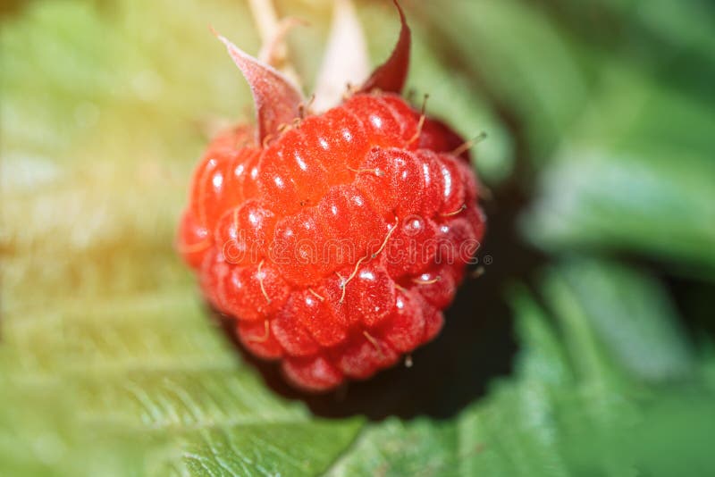 Macro Photography of Raspberries in the Sun Stock Photo - Image of ...