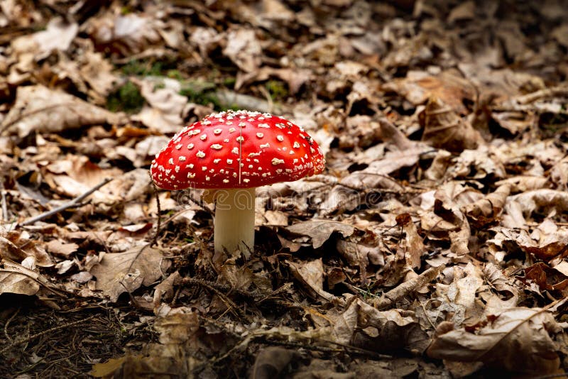 Macro Photography of Red Mushrooms in the Forest Fly Agaric Stock Photo ...