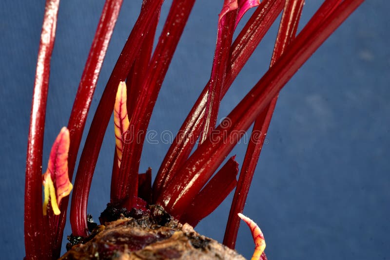 Macro Photography of Red Sprouts with Beet Leaves. Stock Photo - Image ...