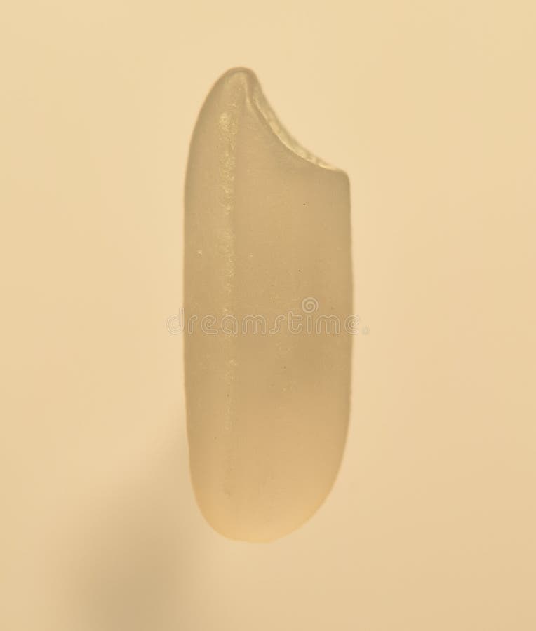 Macro Photography of Rice Grain. Stock Photo - Image of fiber, white ...