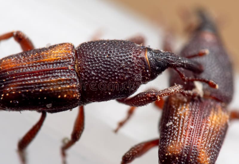 Macro Photo of Rice Weevil or Sitophilus Oryzae Stock Image - Image of ...