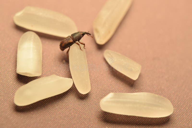 Rice weevil stock photo. Image of lixus, brown, park, closeup - 8618026