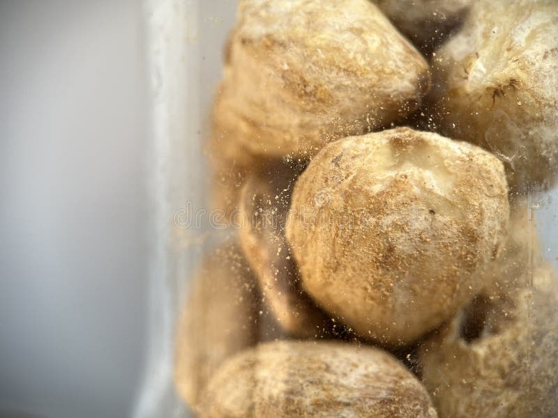 Macro Photography of Roasted Candlenut Inside a Jar Stock Image - Image ...