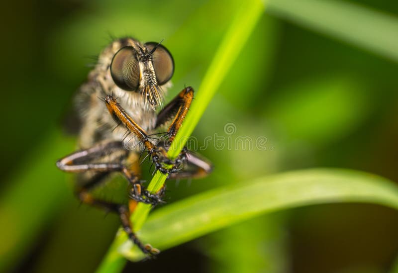 Macro Photography Of Robber Fly Perched On Green Leaf Picture. Image ...