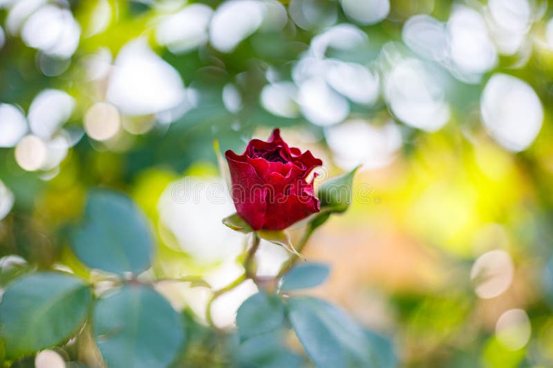 Macro Photography of a Rose Stock Image - Image of purity, stem: 277660317