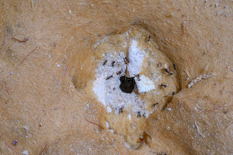 Macro Photography of a Round Hole Anthill with Ants in Focus and Others ...