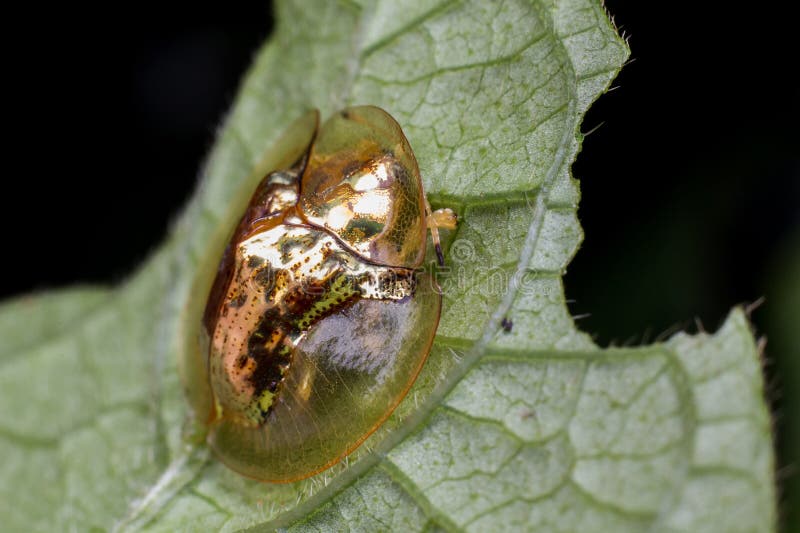 Macro Photography Showing a Transperant Yellow Lady Bird Stock Image ...