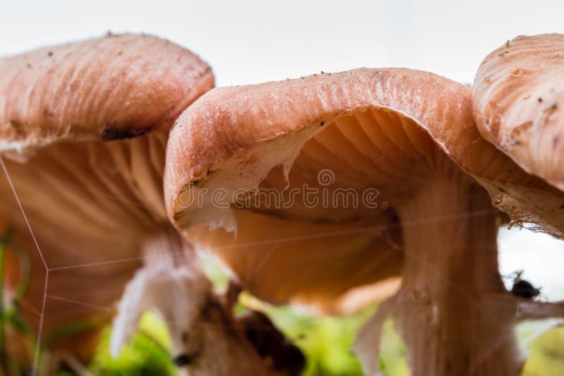 Macro Photography of Small Mushrooms from Bottom. Unusual View Stock ...