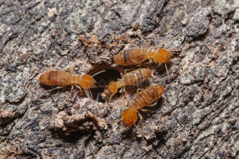 Macro Photography of Small Termite Teams Stock Image - Image of home ...