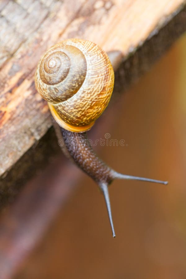 Macro Photography of Snail. Close-up Stock Photo - Image of moving ...