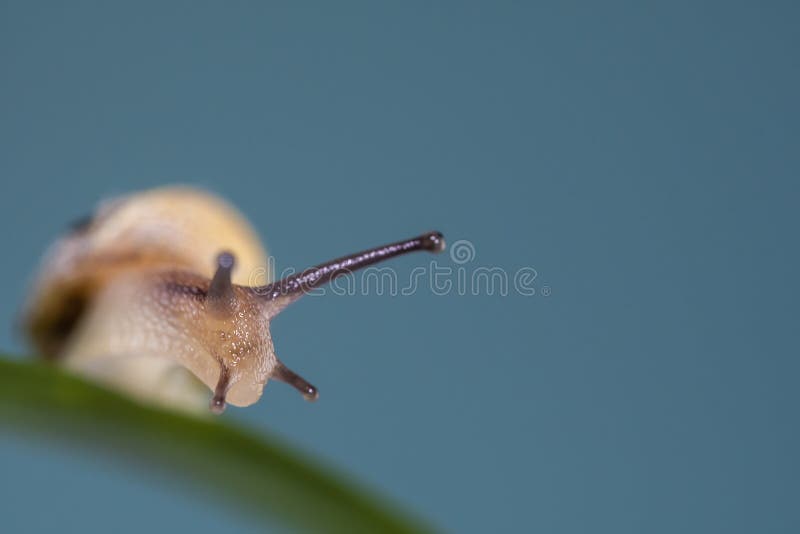 Macro Photography Snail or Slug on the Age of a Leaf Looking at the ...