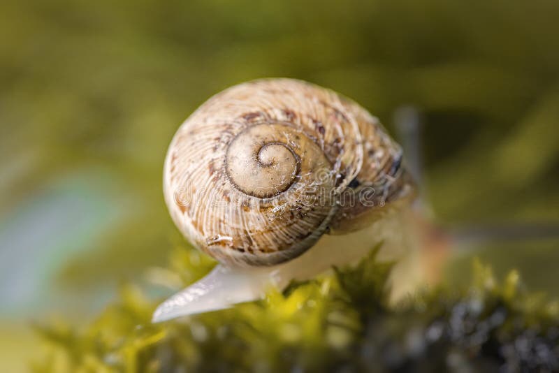 Macro Photography Snail or Slug Shell on Green Mosses Stock Photo ...