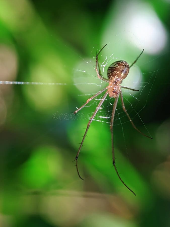 Macro photography, spider stock image. Image of arthropod - 274605019