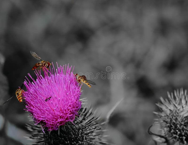 Macro Photography of Syrphid or Hover Fly on a Thistle Flower Stock ...