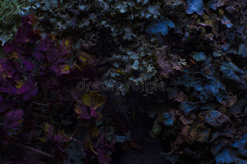 Macro Photography Texture of Dried Colorful Flowers in Dramatic Style ...