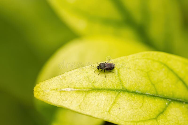 Macro Photography of Tiny Insect on Green Leaf. Stock Photo - Image of ...