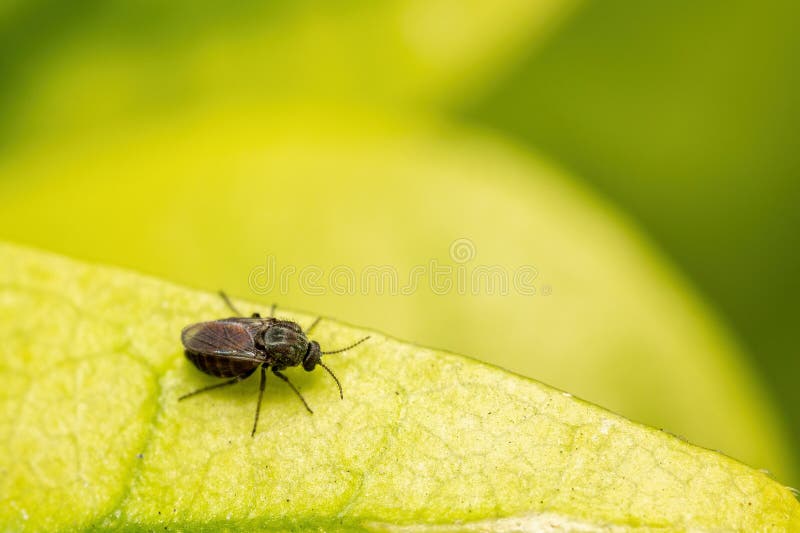 Macro Photography of Tiny Insect on Green Leaf. Stock Photo - Image of ...