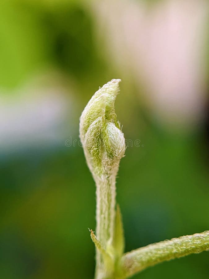 Macro Photography of a Tiny Leaf in the Garden Stock Image - Image of ...
