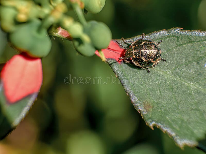 Macro Photography of a Tiny Metallic Shield Bug Walking on a Leaf Stock ...