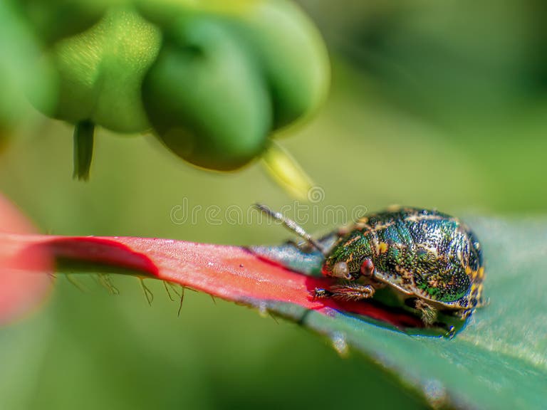 Macro Photography of a Tiny Metallic Shield Bug Walking on a Leaf Stock ...