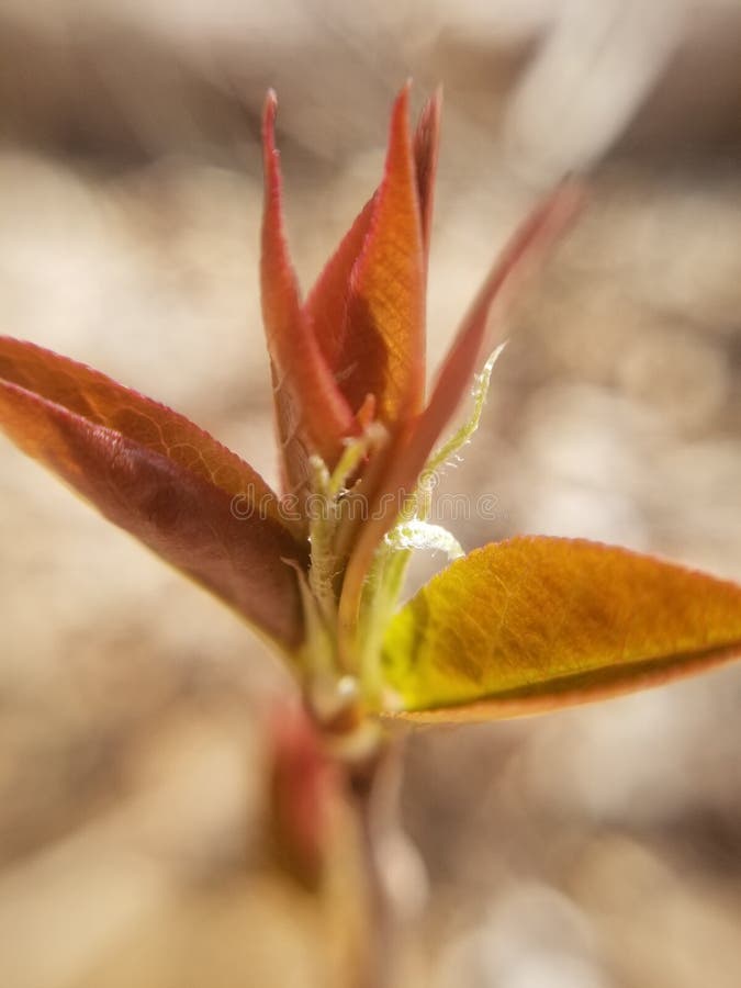 Macro Photography Tree stock image. Image of macro, leaf - 245826263