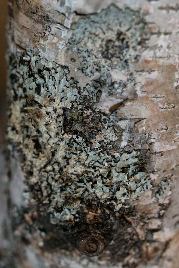 Tree Bark, White Grey and Beige Stock Photo - Image of forest, bark ...