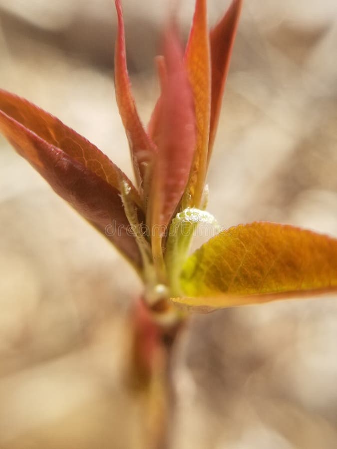 Macro Photography Tree stock photo. Image of plant, nature - 245826268