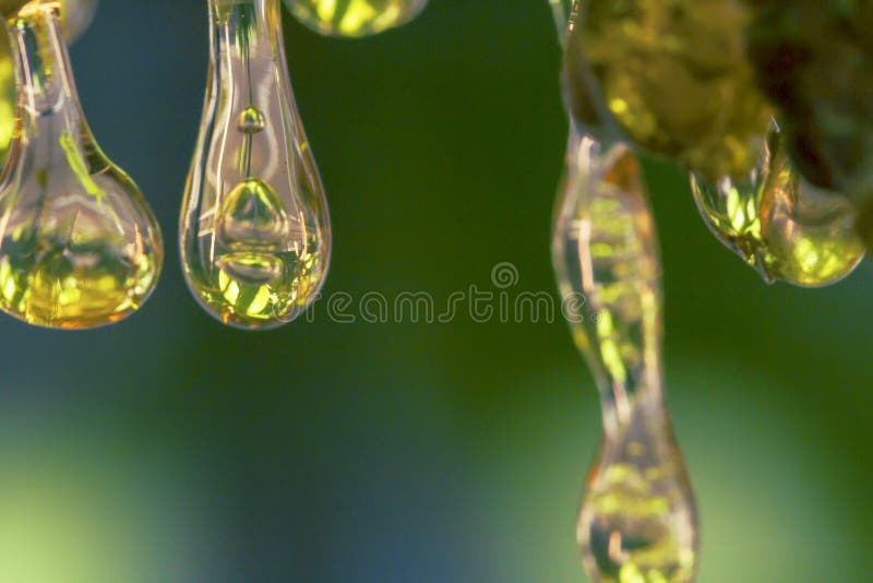 Macro Photography Of Tree Sap Dropping. Stock Image - Image of summer ...