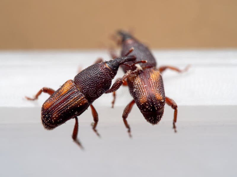 Macro Photo of Two Rice Weevil or Sitophilus Oryzae Stock Photo - Image ...