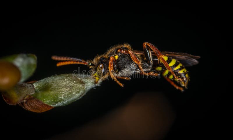Macro Photography Of Wasp Picture. Image: 116695539