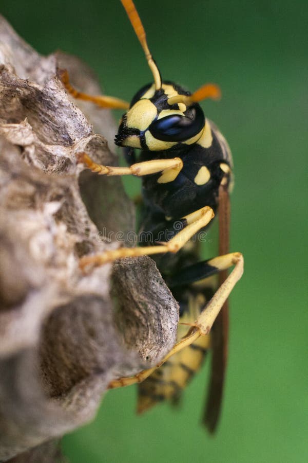 Wasp stock image. Image of stinger, bokeh, macro, irass - 120905377