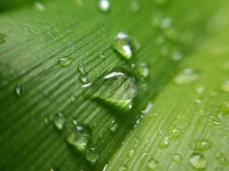 Macro Photography of Water Droplets Stock Photo - Image of leaf, green ...