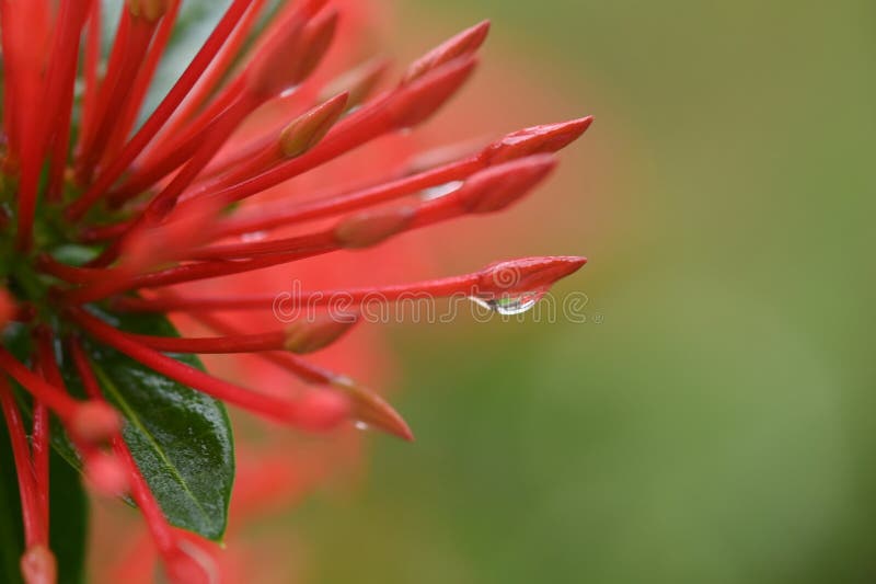 Macro Photography Water Drops on Flower Dew Raindrop on Red Flower on ...
