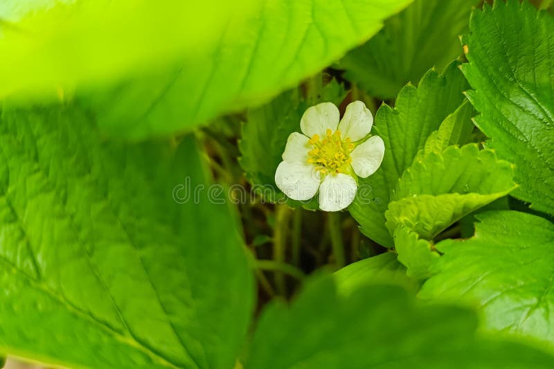 Macro Photography of a White Strawberry Flower Stock Image - Image of ...