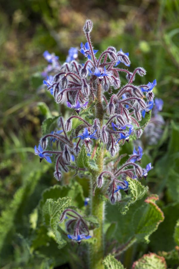 Macro Photography of a Wild Flower - Borago Officinalis Stock Photo ...