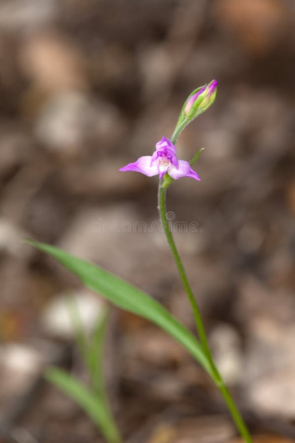 Macro Photography of a Wild Flower - Cephalanthera Rubra Stock Photo ...