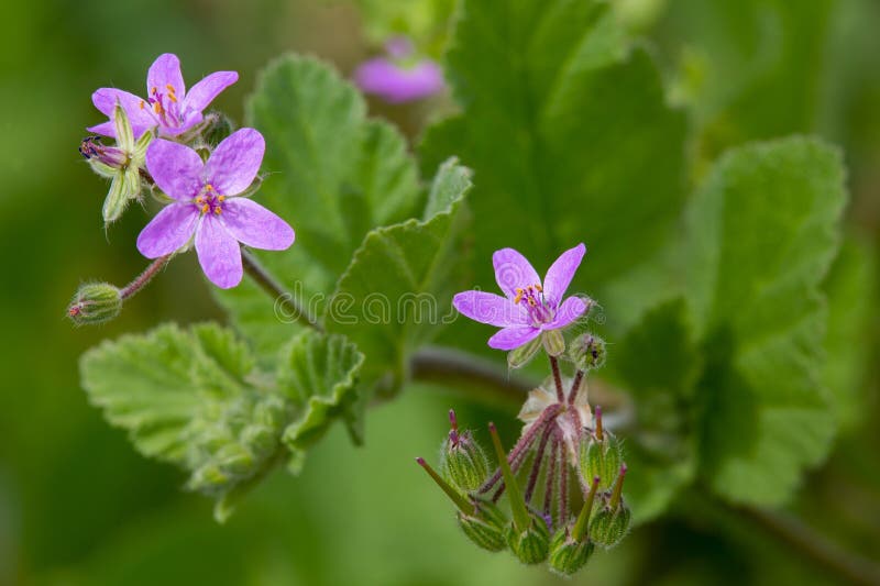 Macro Photography of a Wild Flower - Erodium Malacoides Stock Photo ...