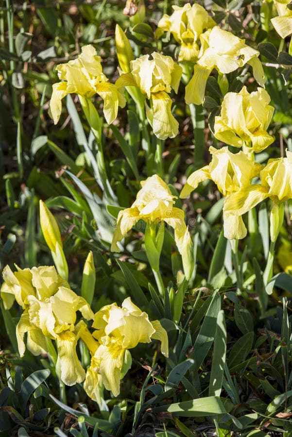 Macro Photography of a Wild Flower - Iris Lutescens Stock Image - Image ...