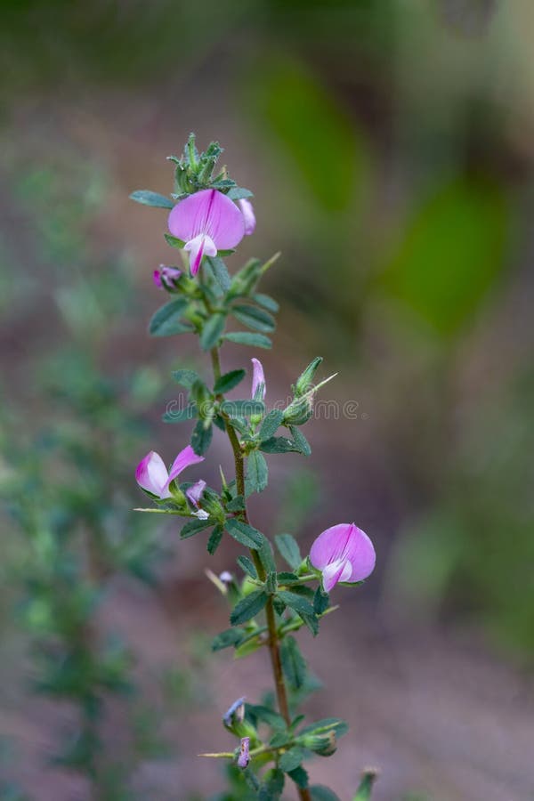 Macro Photography of a Wild Flower - Ononis Spinosa Stock Image - Image ...
