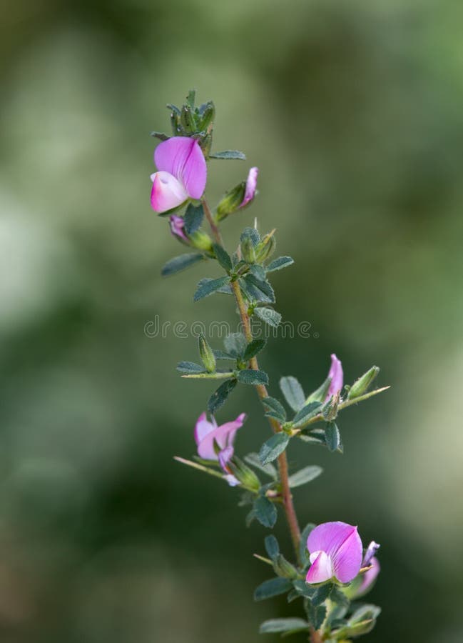 Macro Photography of a Wild Flower - Ononis Spinosa Stock Photo - Image ...