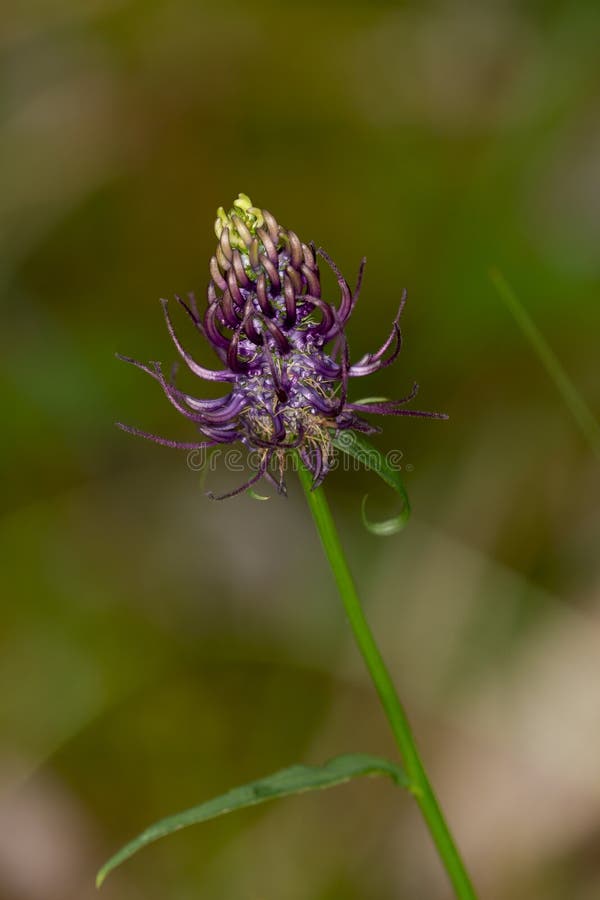 Macro Photography of a Wild Flower - Phyteuma Nigrum Stock Photo ...