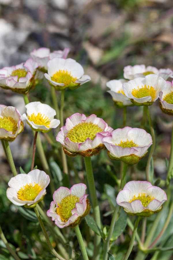Macro Photography of a Wild Flower - Ranunculus Glacialis Stock Image ...