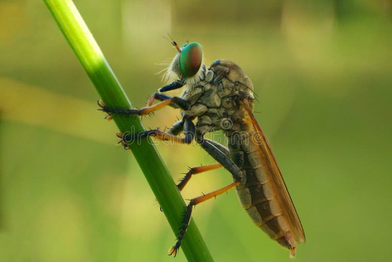 Robber Fly stock image. Image of xiaomi, macro, robber - 106286445