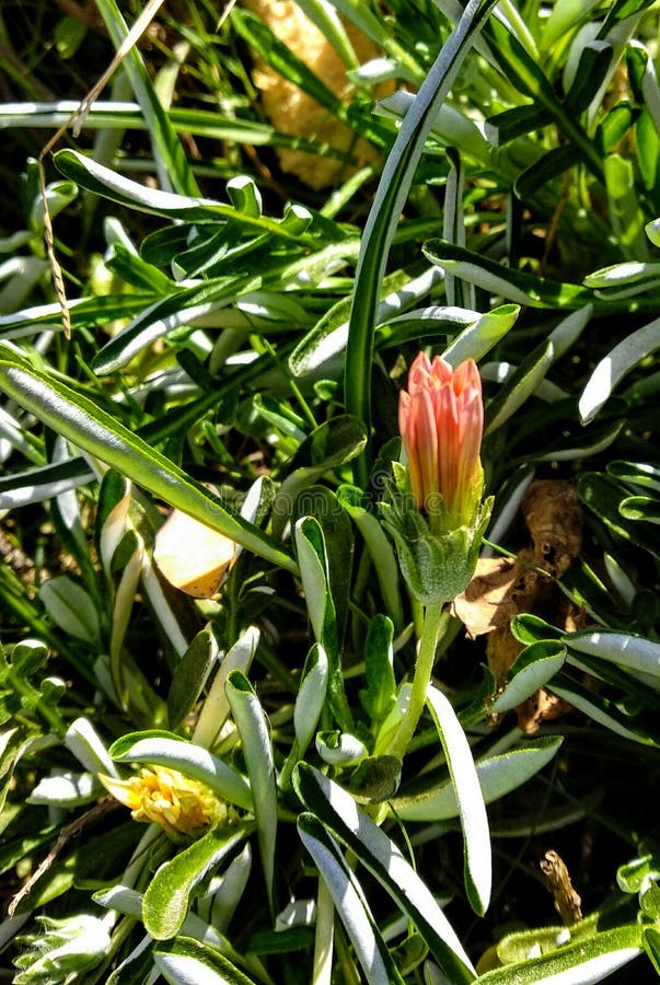 Young flowers stock photo. Image of macro, plants, flowers - 111779402