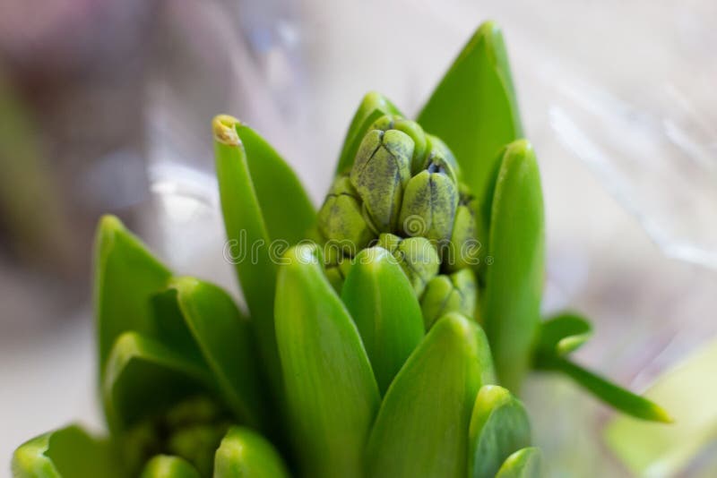 Macro Photography of Young Hyacinth Sprouts Stock Image - Image of ...